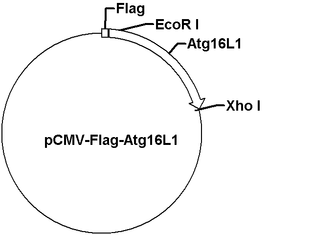 pCMV-Flag-Atg16L1 plasmid,pCMV-Flag-Atg16L1,pCMV-Flag-Atg16L1 plasmid,pCMV-Flag-Atg16L1 sequence ...