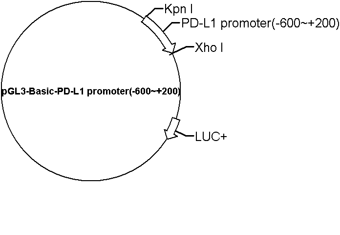 pGL3-Basic-PD-L1 promoter(-600~+200) plasmid,pGL3-Basic-PD-L1 promoter ...