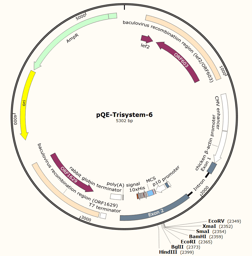 pQE-TriSystem-6 plasmid,pQE-TriSystem-6,pQE-TriSystem-6 plasmid,pQE-TriSystem-6 sequence,pQE ...